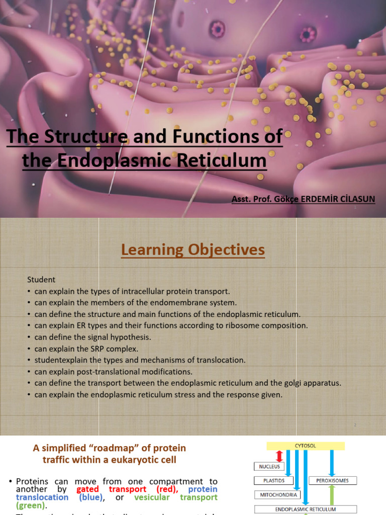 The Structure and Functions of The Endoplasmic Reticulum | PDF | Endoplasmic Reticulum | Protein ...