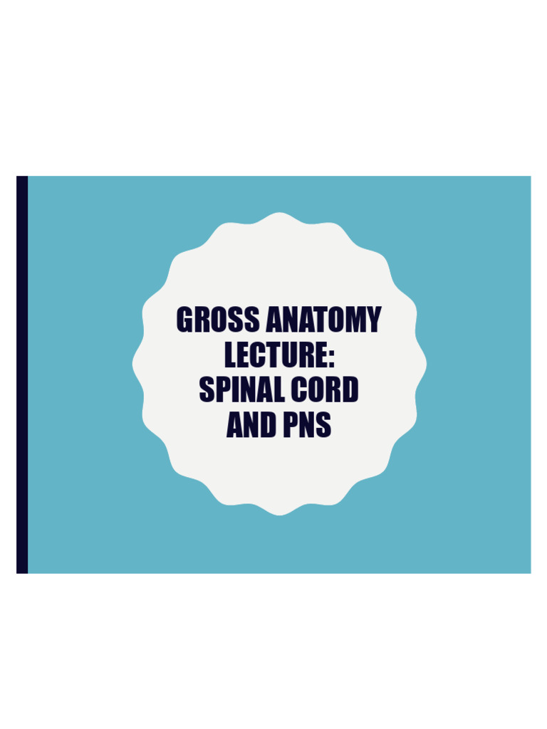 Open Pns and Spinal Cord | PDF | Spinal Cord | Central Nervous System