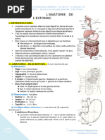 Anatomie du Tronc Basilaire en Détail | PDF | Cervelet | Cerveau