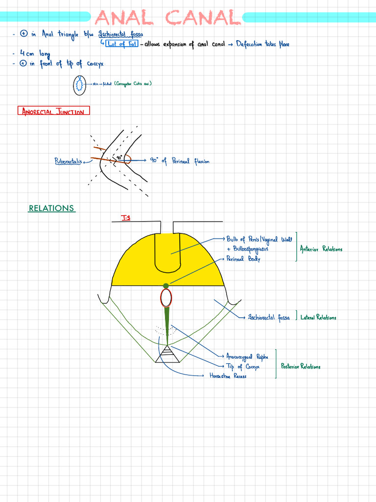 Anal Canal Anatomy and Relations | PDF