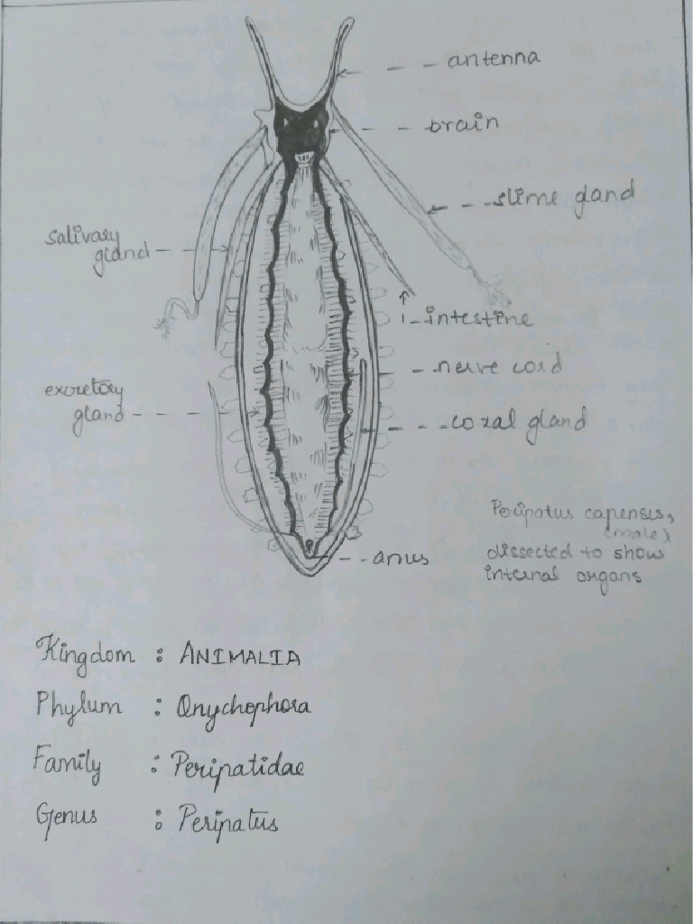 Peripatus Affinities As A Living Fossil | PDF