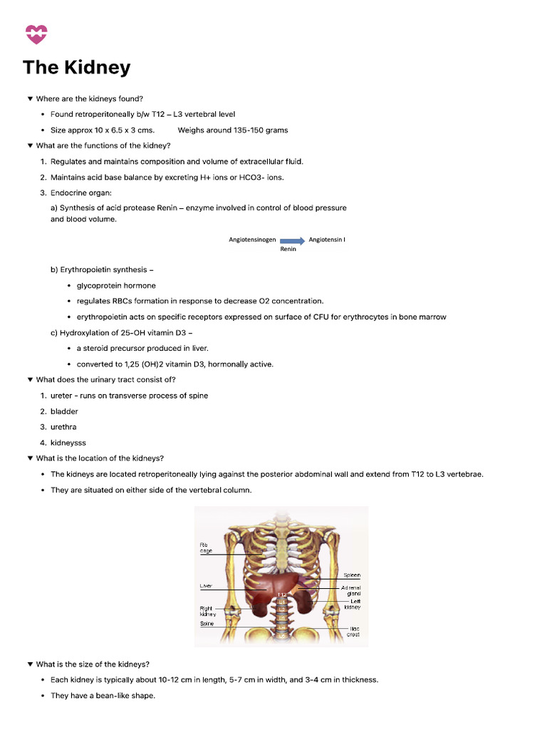 Anatomy of Kidney | PDF