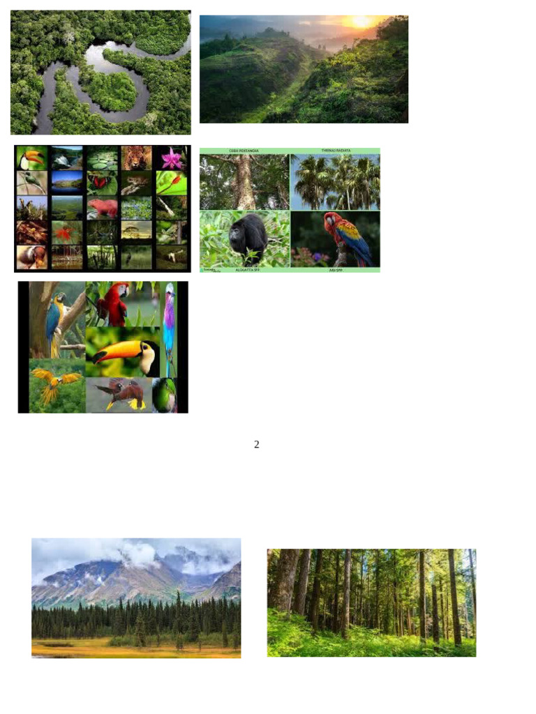 Biomas Del Mundo | PDF