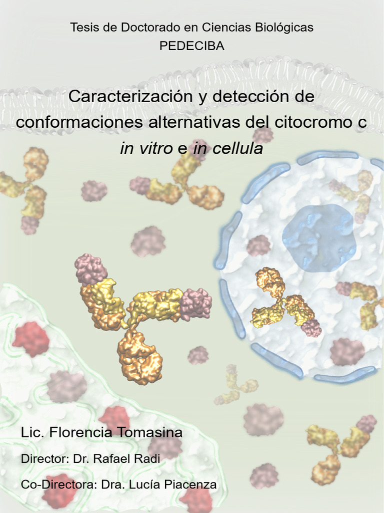 Tesis Doctorado Citocromo C y Su Rol Biológico | PDF | Glutatión ...