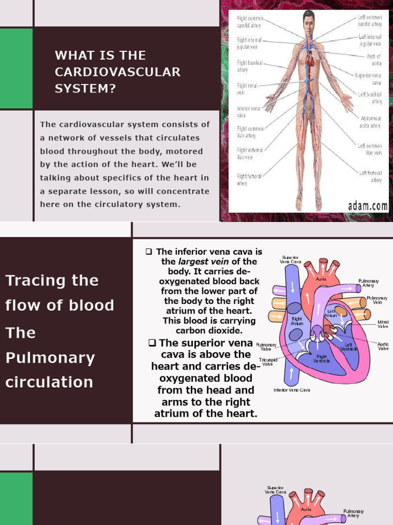 Circulatory system (cardio) | PDF | Heart | Heart Valve