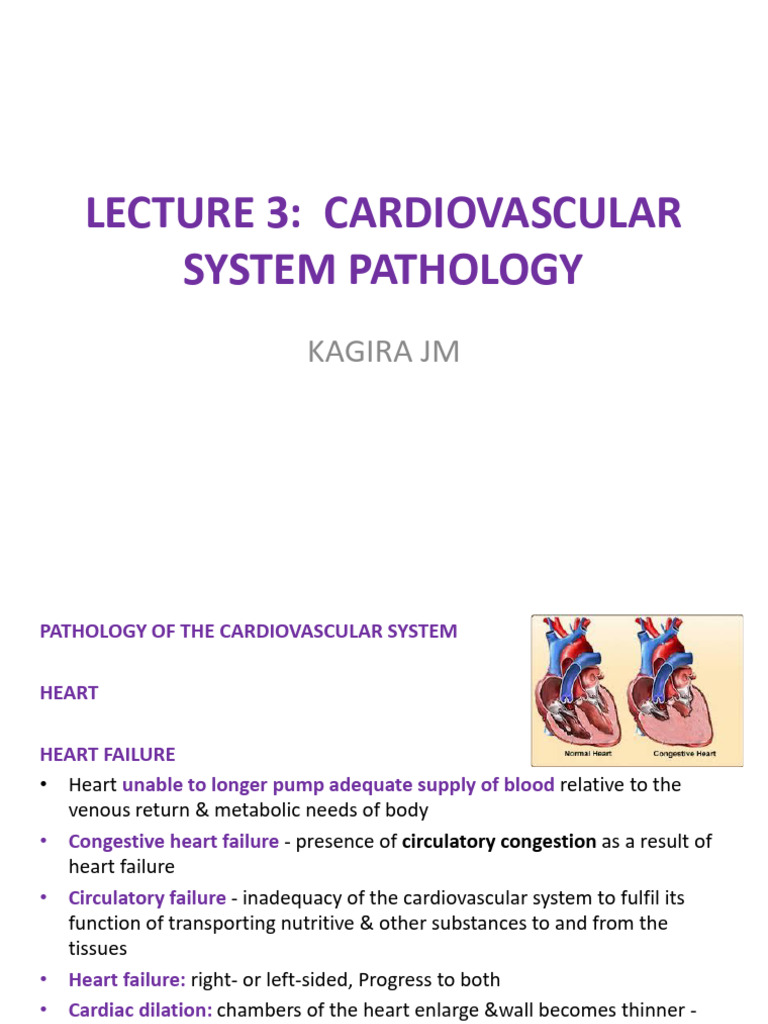 Lecture 3 - Cardiovascular System Pathology | PDF | Heart | Vein