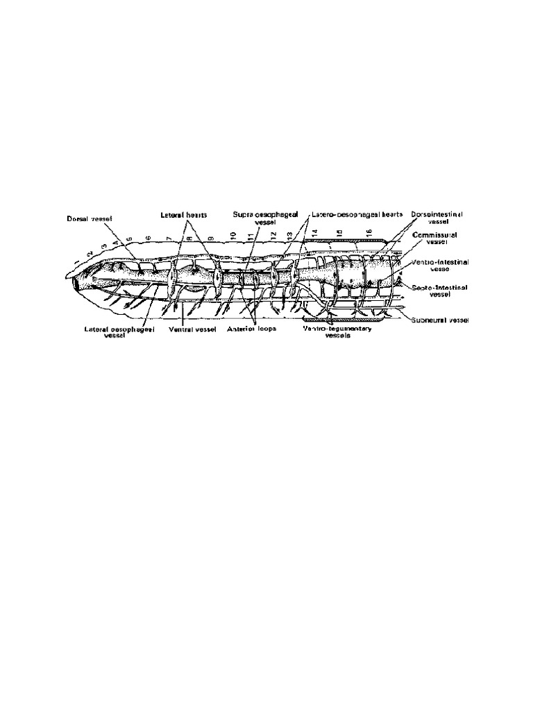 Circulatory System of Earthworm | PDF | Blood | Anatomy