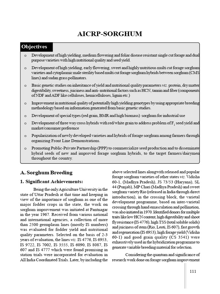 4 Aicrp - Sorghum | PDF | Plant Breeding | Plants