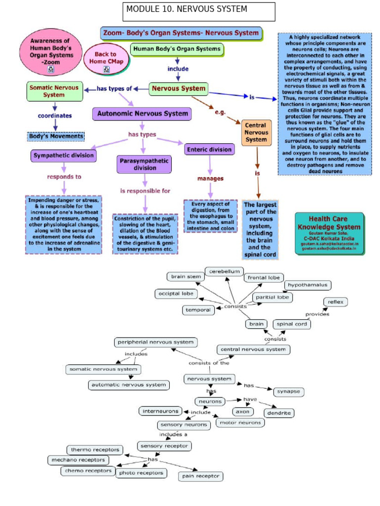 Module 10. Anatomy of The Nervous System | PDF | Membrane Potential ...