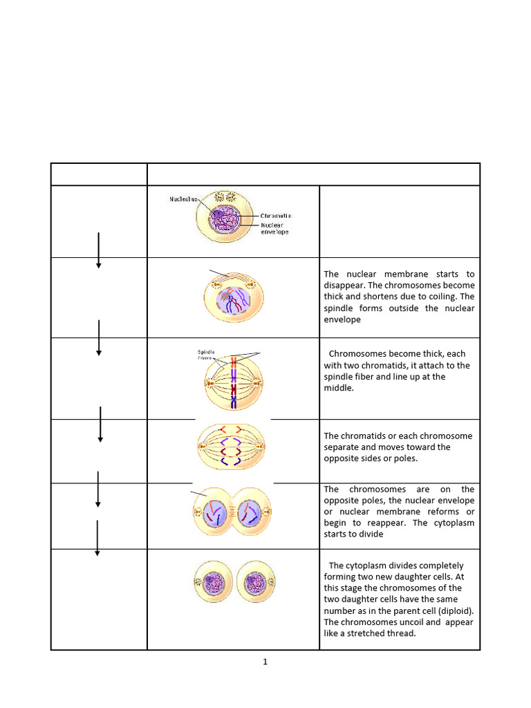 Activity Sheet Mitosis Colored | PDF | Mitosis | Systems Biology