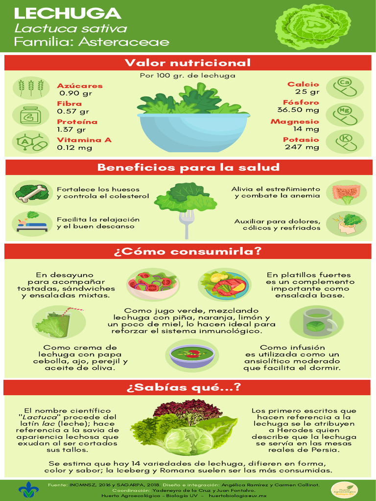 Infografias - Lechuga Larga 1 | PDF | Lechuga | Alimentos