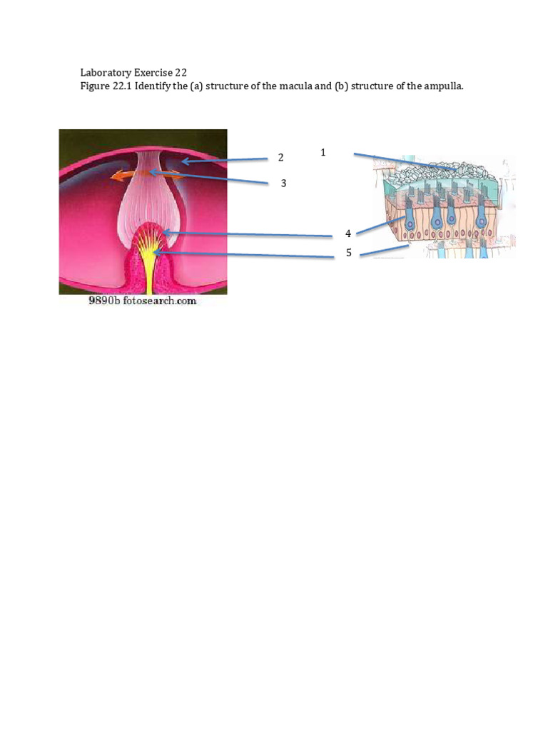 Week 8B Laboratory Exercise | PDF