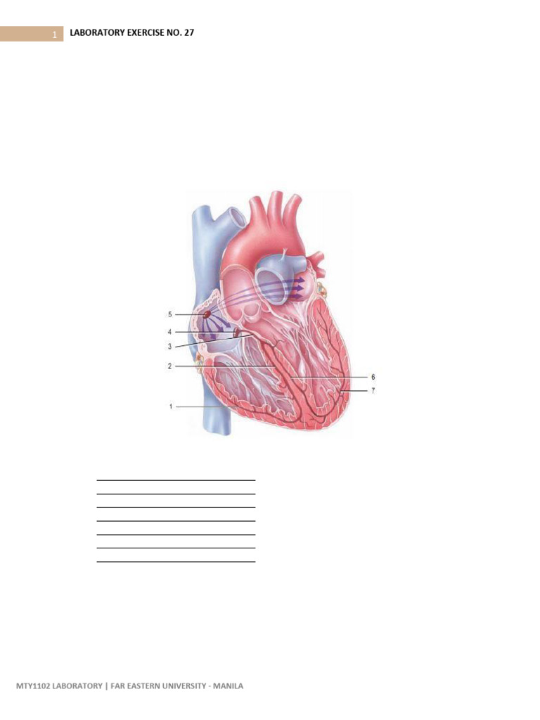 Cardiovascular Lab Exercise | PDF