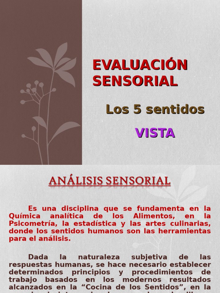 III +5+sentidos+-+VISTA+ (HZZP) | PDF | Sentidos | Percepción visual