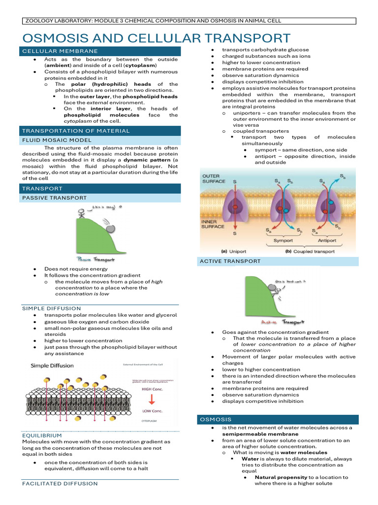 Osmosis and Cellular Transport | PDF | Cell Membrane | Osmosis