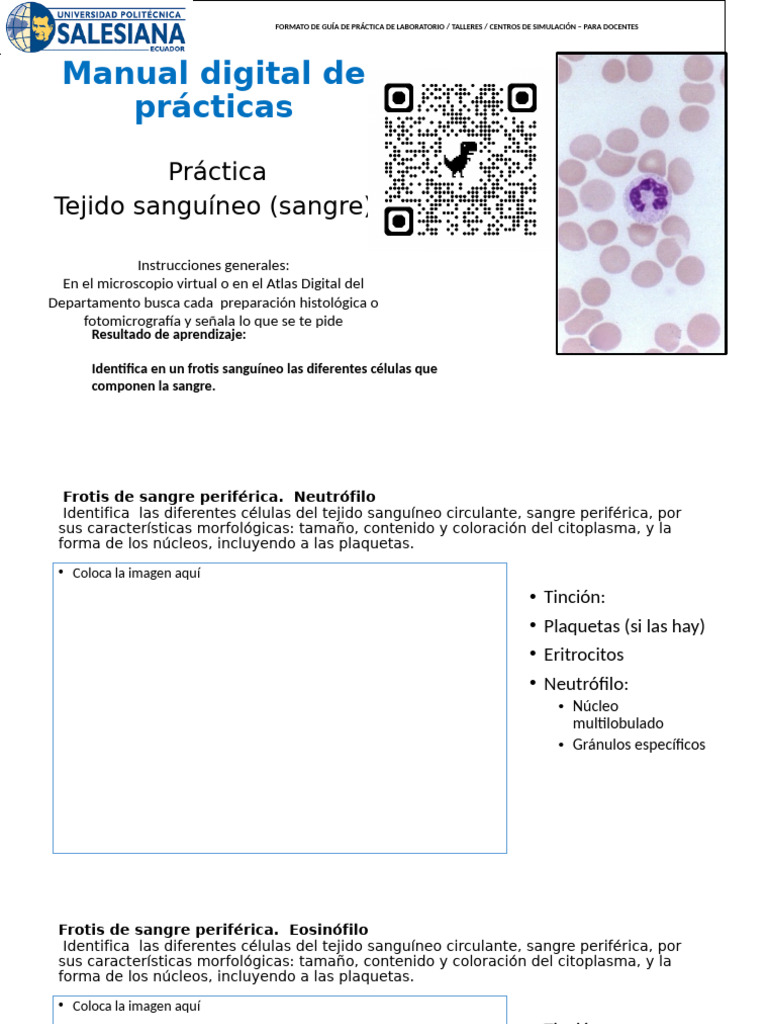 Practica 16 Tejido Sanguineo | PDF | Sangre | Histología