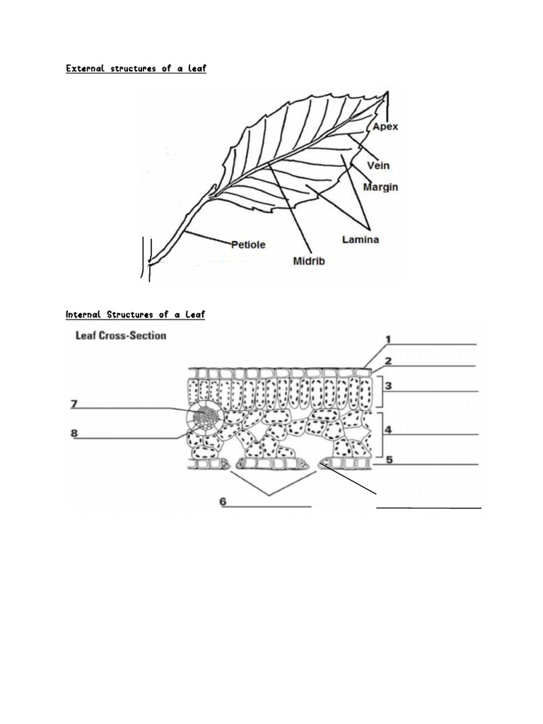 Structures of A Leaf | PDF