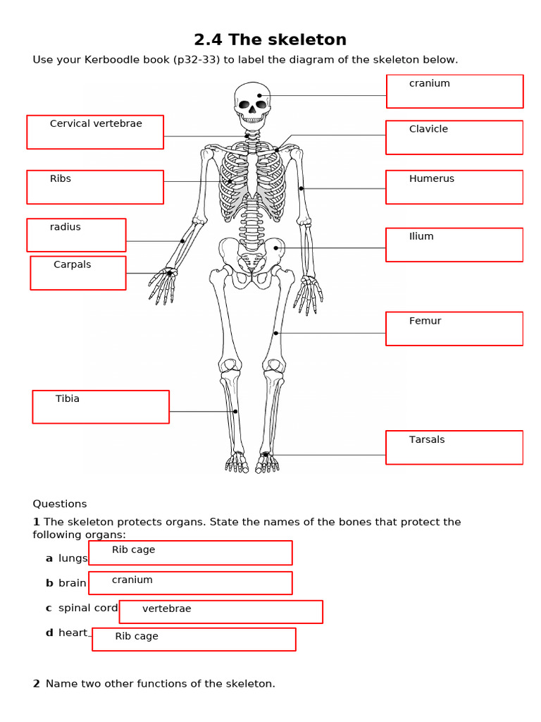 2.4 Skeleton | PDF | Skeleton | Bone