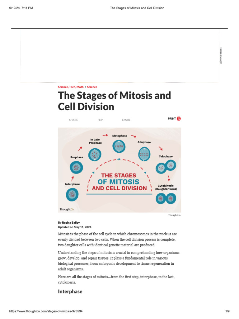 The Stages of Mitosis and Cell Division | PDF | Mitosis | Meiosis