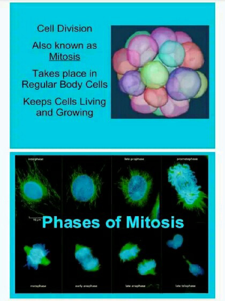Anatomy and Cell | PDF