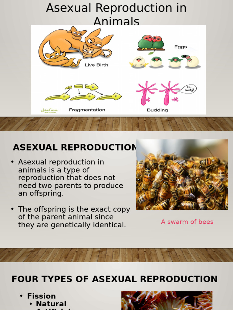 Perpetuation of Life 3 | PDF | Reproduction | Biology
