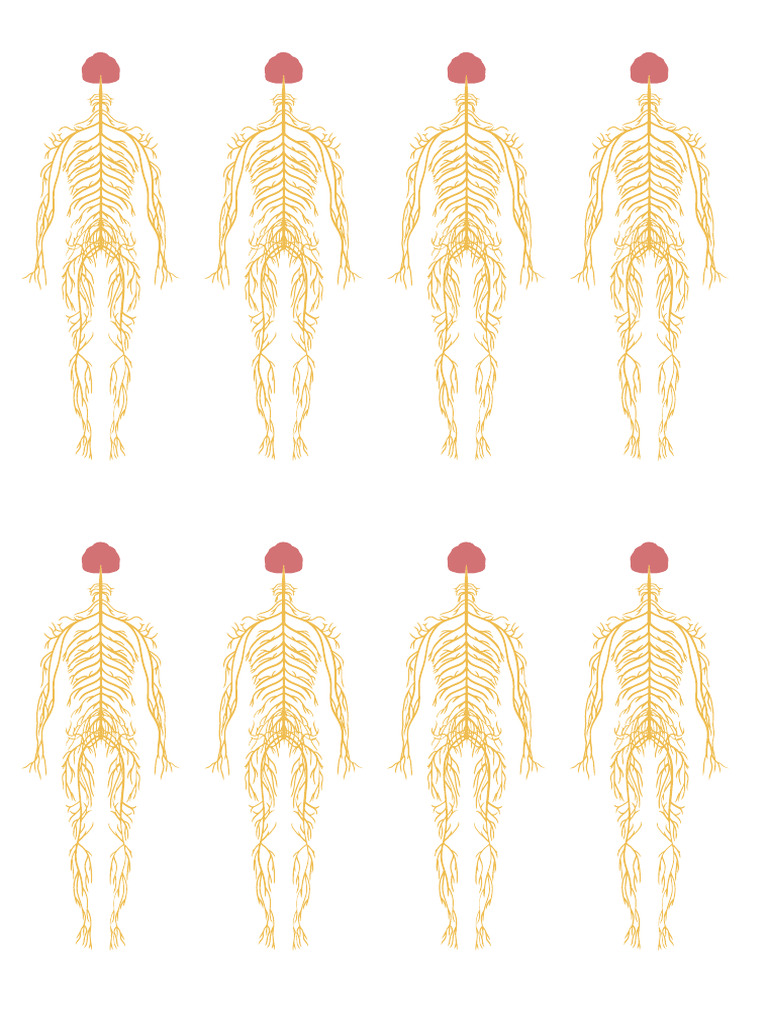 Human Nervous System Poster | PDF