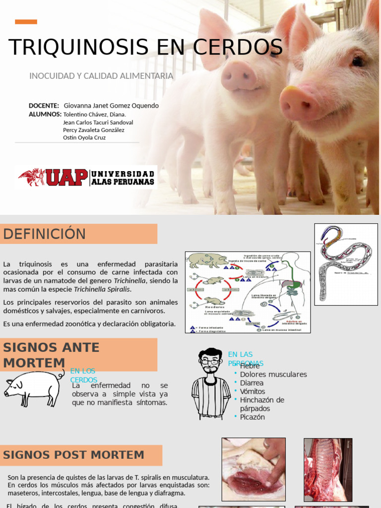 Triquinosis en Carne de Porcino | PDF | Microbiología | Inmunología