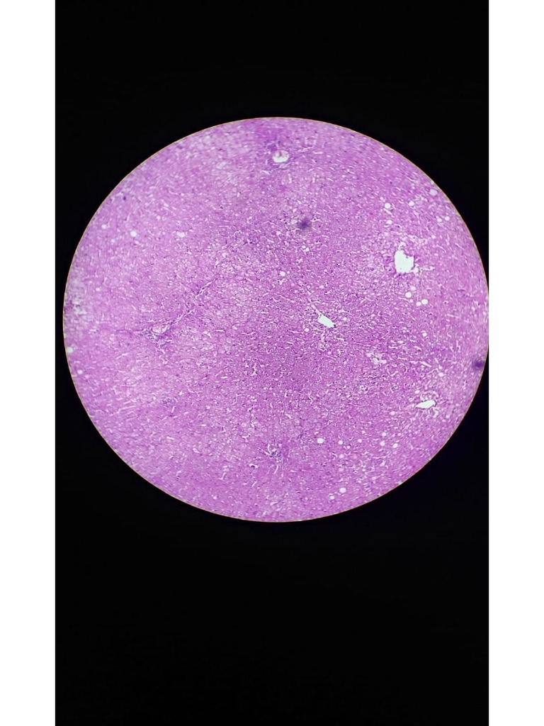 Pathology Slides Spotters | PDF