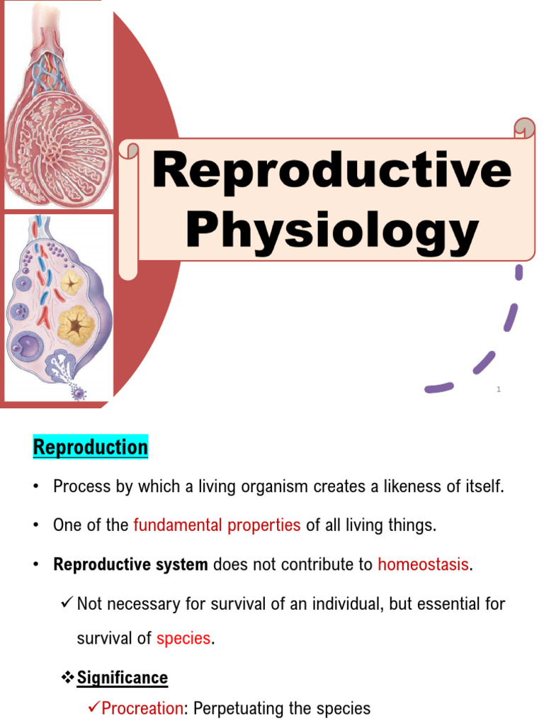 Male Reproductive Physiology Overview | PDF | Semen | Testicle