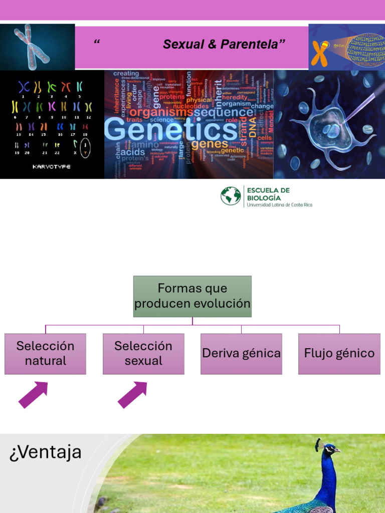 Sesión 8_Selección Sexual y de Parentela | PDF | Selección sexual | Hembra