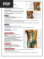 Anatomie de La Paroi Abdominale | PDF | Péritoine | Abdomen