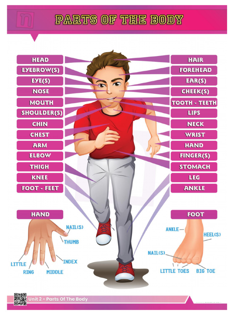 Parts of The Body | PDF