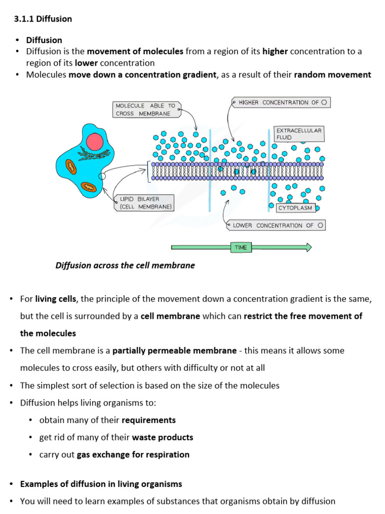 Diffusion and Osmosis | PDF | Osmosis | Diffusion
