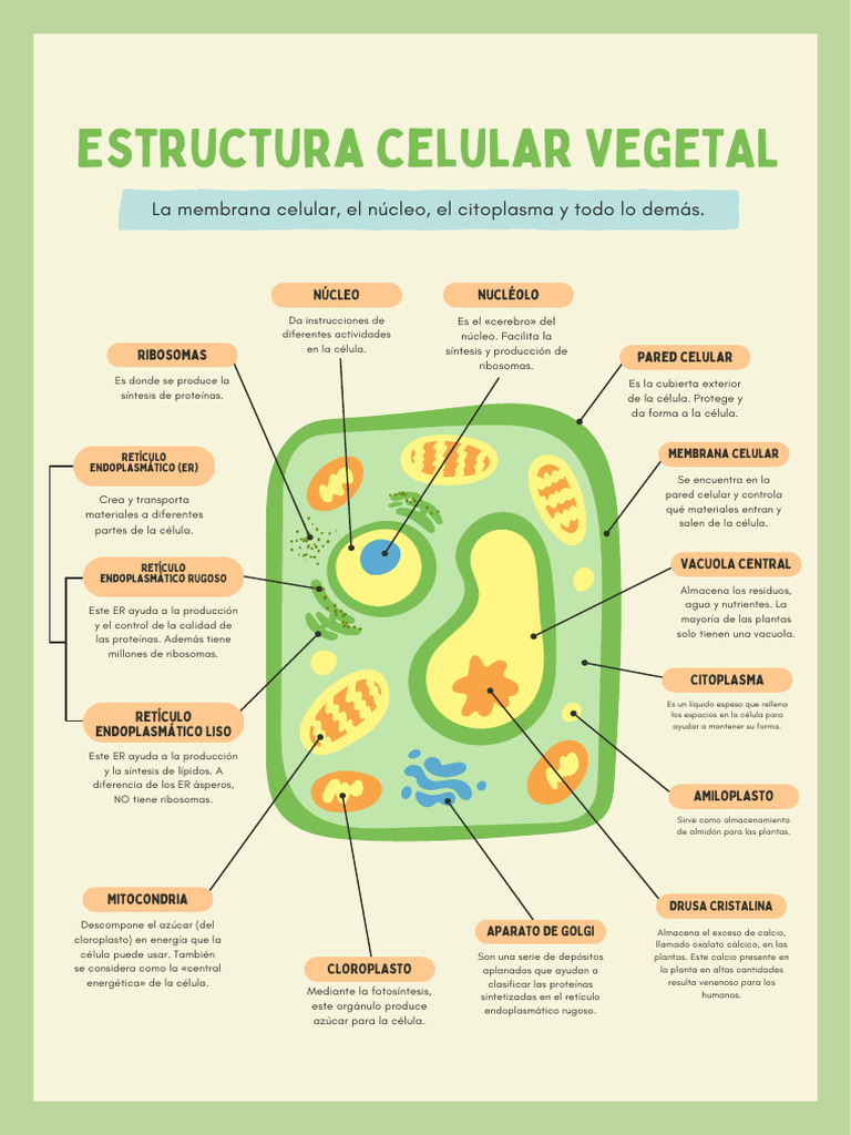 Biología Célula Vegetal | PDF | Citoplasma | Retículo endoplásmico