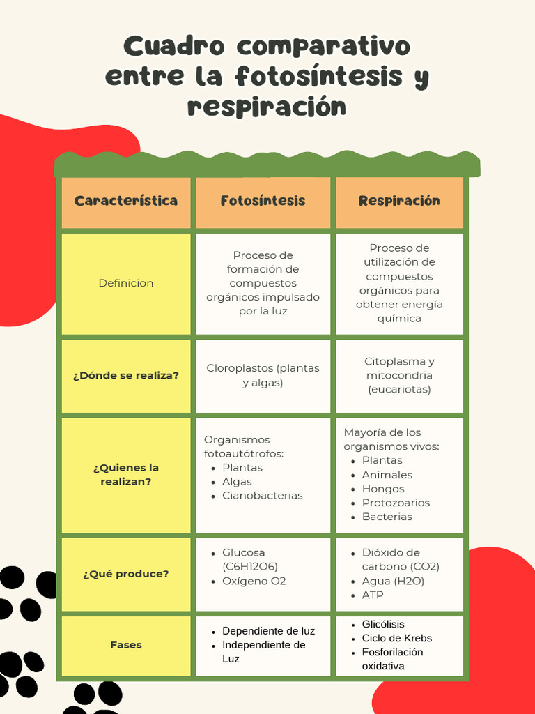 Cuadro Comparativo Células Biología | PDF | Respiración celular ...