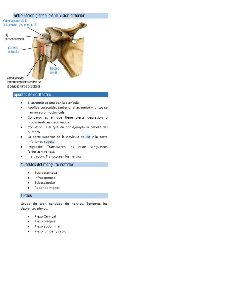 Morfo Semana 2 Parte 3 | PDF