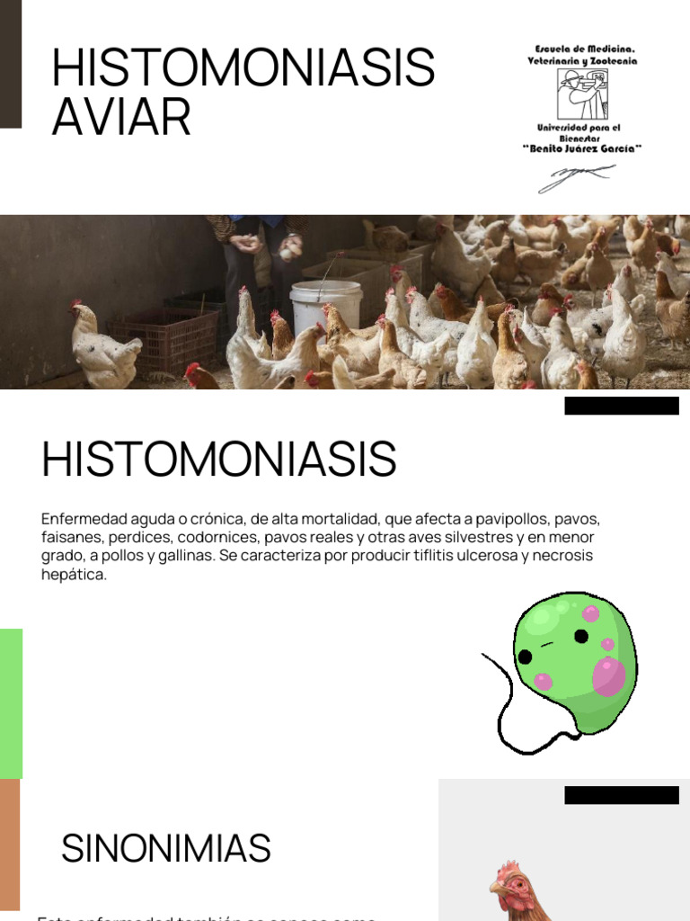 Histomoniasis Aviar | PDF | Especialidades Medicas | Enfermedades y ...