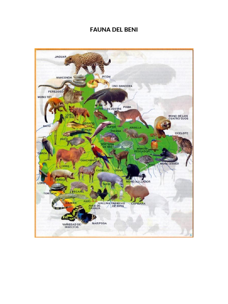 Fauna Del Beni | PDF