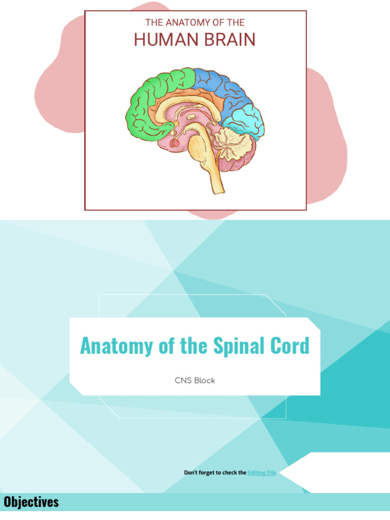 (Merge) Anatomy of The Human Brain Educational Poster in Pink and WH ...