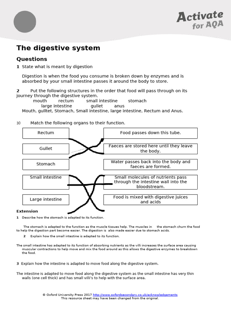 Digestive System Adaptations for KS3 | PDF | Digestion ...
