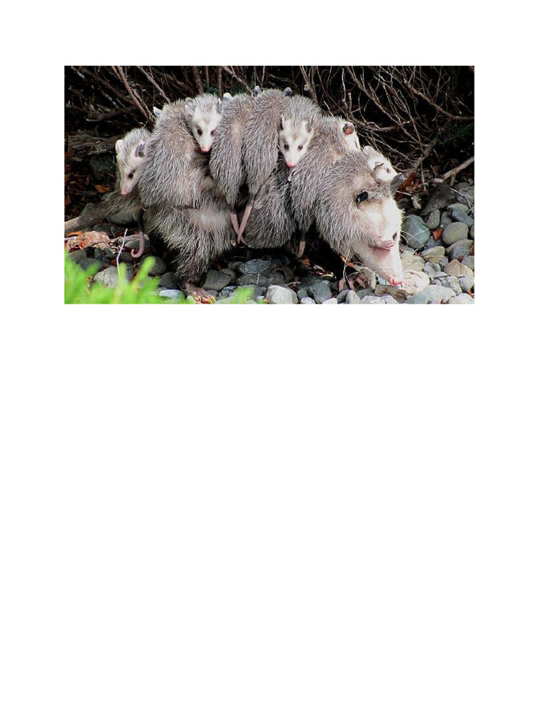 Opossum 3 | PDF
