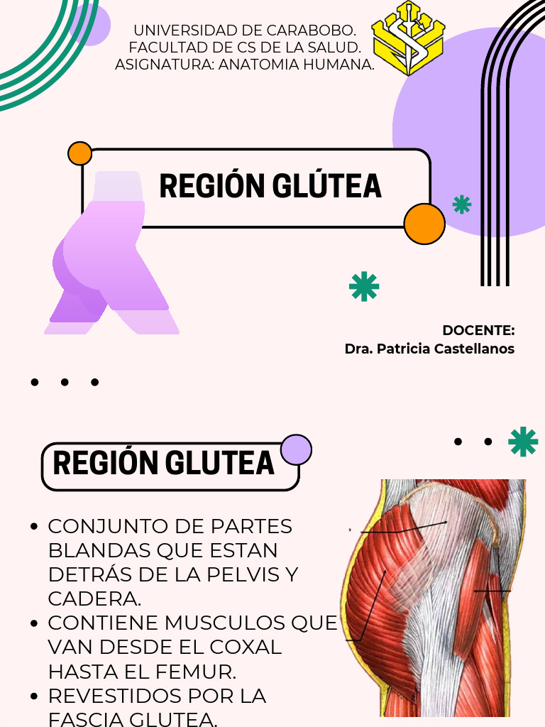 REGION GLUTEA Prof. PATRICIA | PDF | Cadera | Tejido suave