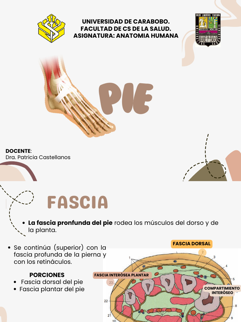 Anatomía de la Fascia del Pie | PDF | Pie | Dedo del pie