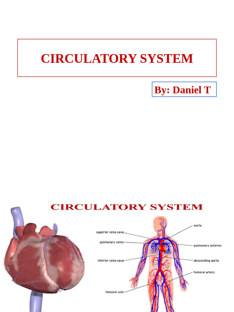 Circulatory System Pdf Heart Valve Coronary Circulation