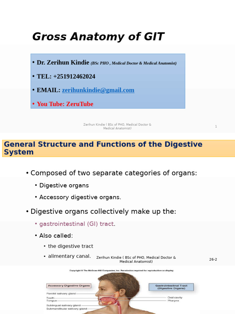 Gross Anatomy of GIT LL | PDF | Peritoneum | Tongue