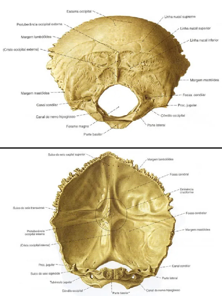 Anatomía del Hueso Occipital | PDF | Cráneo | Nariz humana