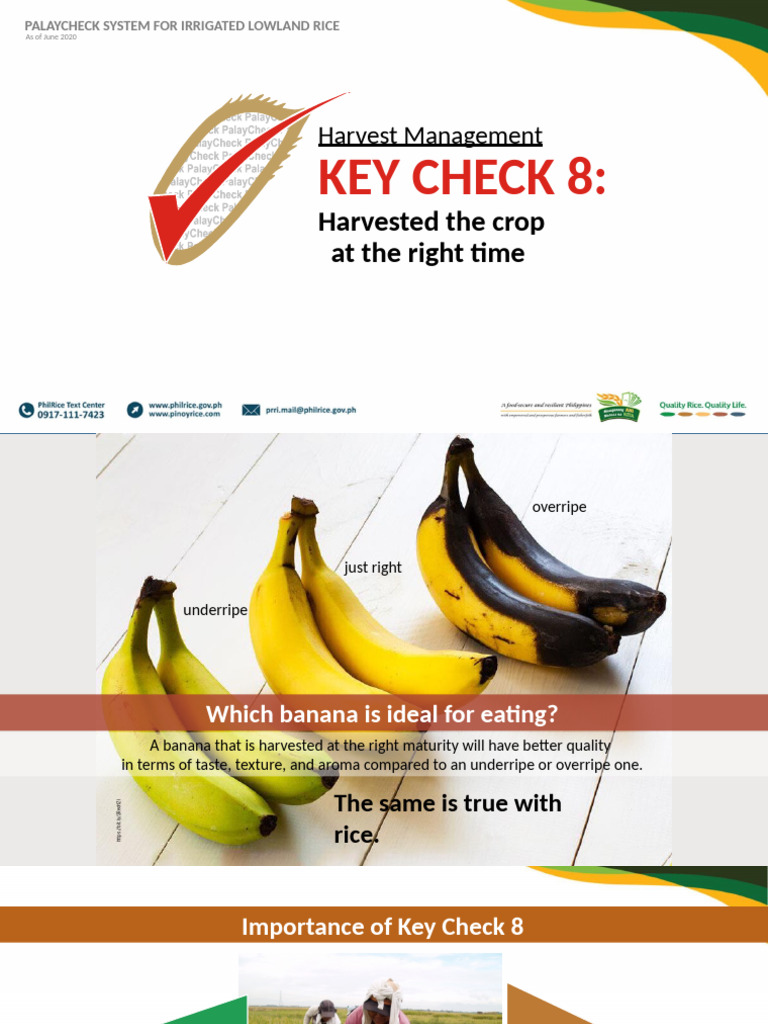 Key Check 8_2021 | PDF | Rice | Harvest