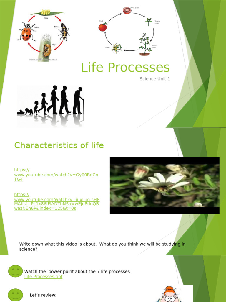 Life Processes Unit 1 | PDF | Plants | Foods