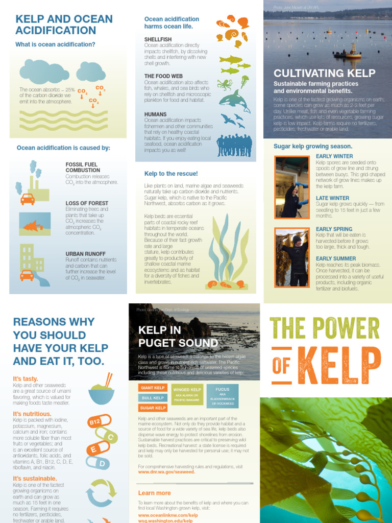 Kelp Brochure | PDF | Ocean Acidification | Oceans
