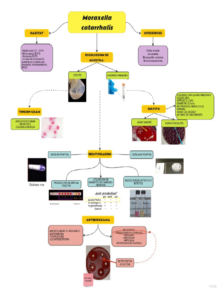 Moraxella catarrhalis-IDENTIFICACION | PDF